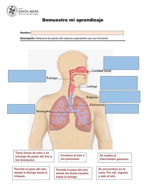 Sistema Respiratorio Interactive Worksheet For Segundo De Primaria