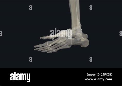 The Dorsal Talonavicular Ligament Is A Broad Thin Band Which Connects The Neck Of The Talus To