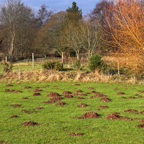 Pest Control In Bordon Liphook Garyshott Hindhead Milland
