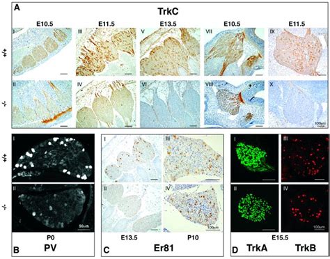The Runx3 Transcription Factor Regulates Development And Survival Of