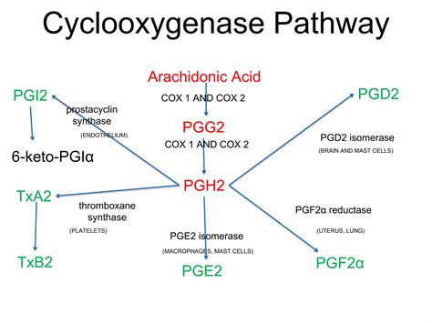 Prostaglandins And Nsaids Pptx