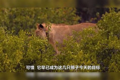 狮群捕猎长颈鹿长颈鹿一招兔子蹬鹰天下无敌 长颈鹿 兔子 狮群