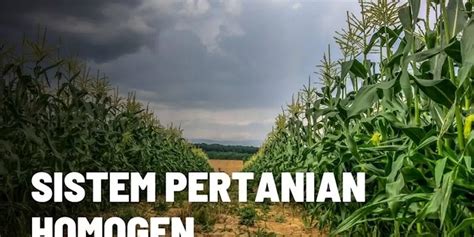 Mengenal Sistem Pertanian Homogen Beserta Kelebihan Dan Kekurangannya