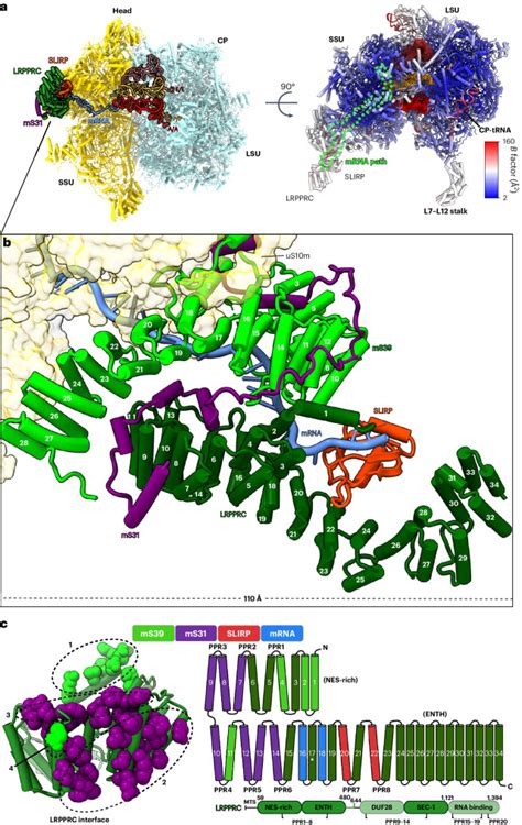 Structural Basis Of Lrpprc Slirp Dependent Translation By The