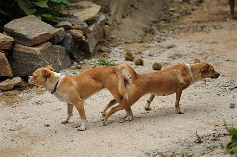 5 300 Accouplement De Chien Photos Taleaux Et Images Libre De Droits