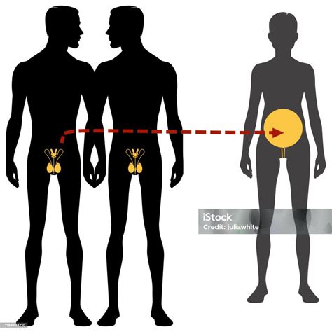 남성과 여성의 몸 실루엣과 생식 시스템 대리 및 체외 수정 흰색 배경에 고립 된 완벽한 이미지 기호 벡터 그림입니다 가족에 대한 스톡 벡터 아트 및 기타 이미지 Istock