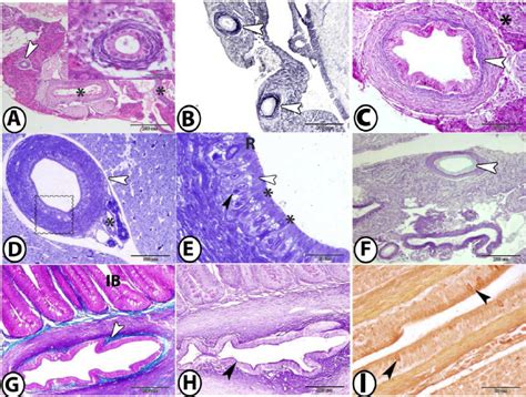Pancreatic Duct Histology