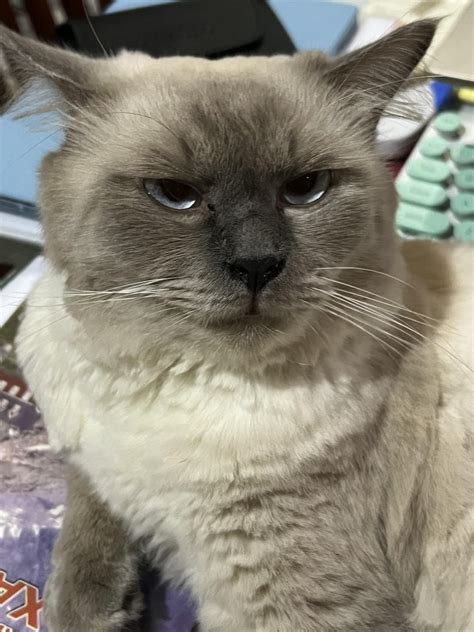 Hi Guys Im New Here And My Name Is Chihiro Rcats