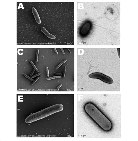 Cell Morphology Of The Novel Bacterial Species Pseudomonas Sp Nov
