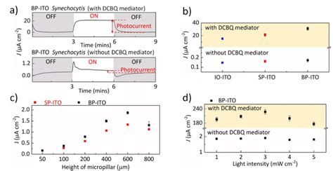 The Photoelectrochemical Performance Of The Synechocystis Loaded