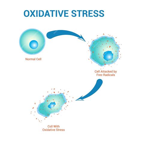 Premium Vector Oxidative Stress Vector Diagram Cell With Free