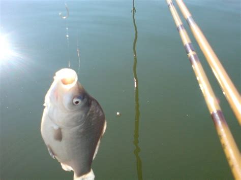 へらぶな釣り 埼玉県幸手市営釣場 神扇池 5 子連れ ヘラブナ釣り bisoy s blog