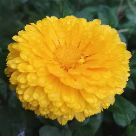 ირინას ყვავილები