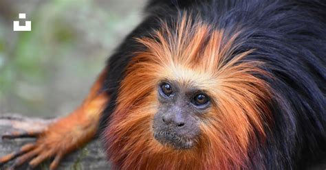 나뭇가지에 갈색과 검은색 원숭이 사진 Unsplash의 무료 Vallée Des Singes Romagne 이미지