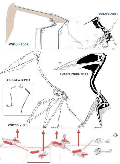 Zhejiangopterus Pictures And Facts The Dinosaur Database