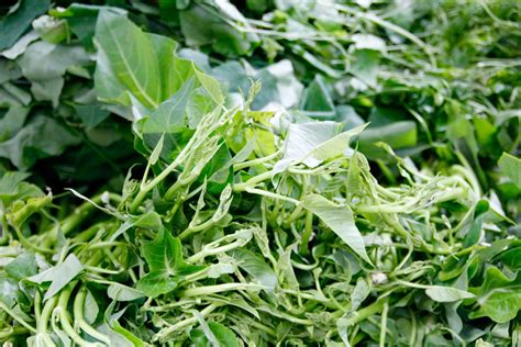 무료 이미지 잔디 잎 식품 샐러드 녹색 목초 생기게 하다 야채 수확고 건강한 먹다 영양물 섭취 완전 채식주의 자 법정 비타민 허브 성분