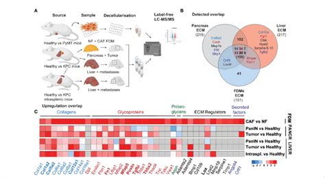 Mammary Cafs Deposit Compositionally Complex Matrix Reflecting Download Scientific Diagram