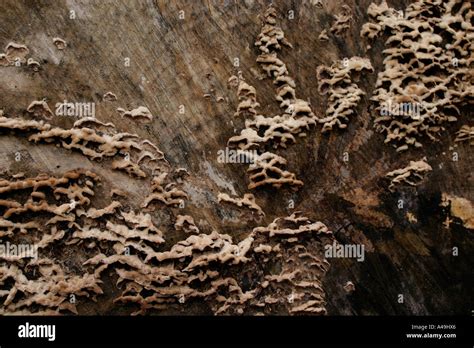 Fungi On Tree Trunk Stock Photo Alamy