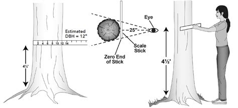 Valuing Standing Timber