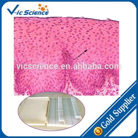 Microanatomy Slidesmicroanatomy Slides For Microscopeslides High