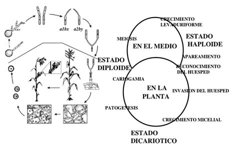 Representación Esquemática Del Ciclo De Vida De Ustilago Maydis