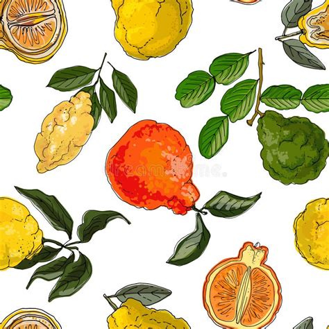 Patrón Con Cítricos Naranja Boceto De Alimentos Vectoriales Dibujos