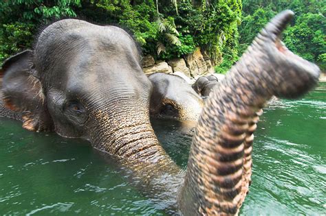 Sumatran Elephants Pushed Toward Extinction Live Science