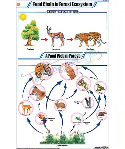 Forest Ecosystem Food Chain Food Web Of A Mangrove Forest From Mann