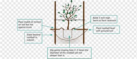 The Hidden World Of Redwood Tree Roots A Visual Guide