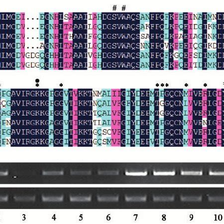 Alignment Of Amino Acid Sequences And Expression Analysis A The