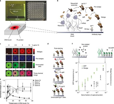 Protein Synthesis And Assembly In 2d Compartments A Images And Scheme