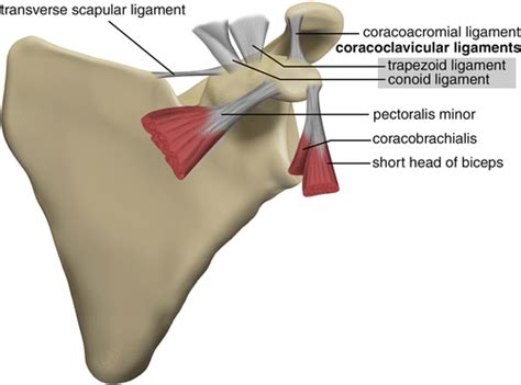 Coracoid Process Of Scapula