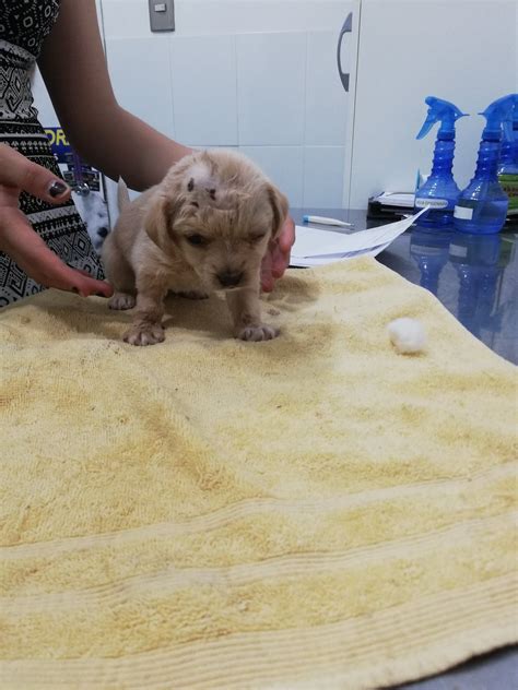 Info Animal Chile 🇨🇱 On Twitter Yo Sé Que Muchos De Ustedes Pueden