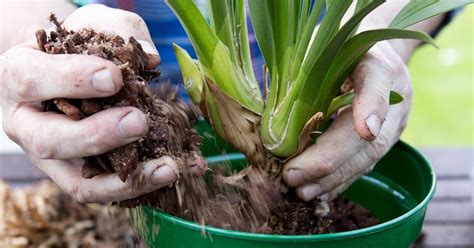 Comprehensive Care Guide For Thriving Cymbidium Orchids