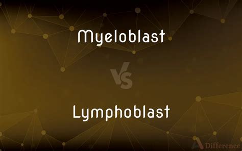 Myeloblast Vs Lymphoblast — Whats The Difference