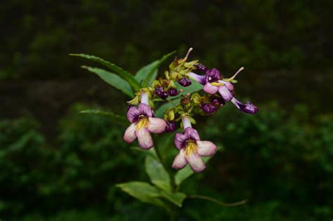 Arunachal Celebrates Discovery Of New Plant Species In Pakke Kessang
