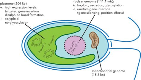 Chlamydomonas Reinhardtii Chloroplast