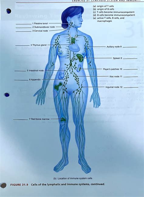 Solved Identify Where T And B Cells Are Produced And Programmed And