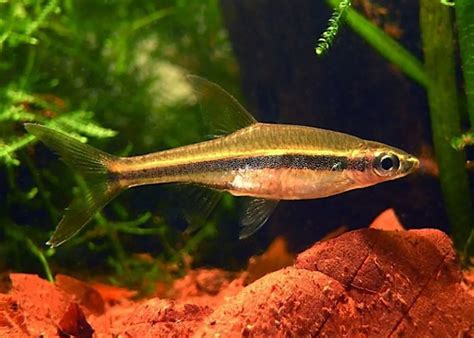 Trigonopoma Pauciperforatum Acquariofilia Consapevole