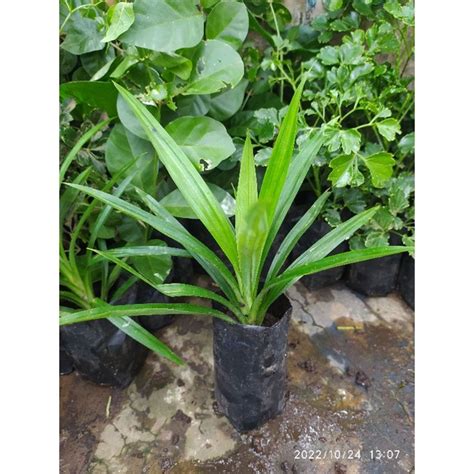 Jual Bibit Daun Pandan Suji Bibit Panda Betawi Pewarna Alami Bibit Pandan Suji Shopee