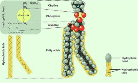 Student Study Notes Stpm Biology Biological Molecules Part 11 Lipid