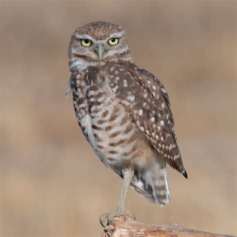 Tecolote Llanero Guia De Aves Mexico · Inaturalist