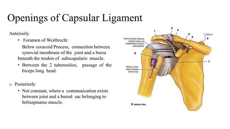 Anatomy And Xrays Of Shoulder Joint Ppt