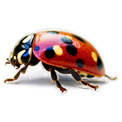 Ladybug Png Images 300