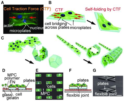4d Printing For Self Folding Cell Laden Scaffolds A The Cells Adhere