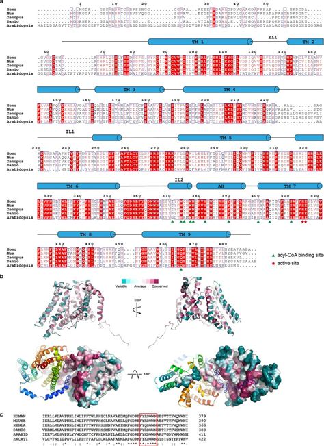 Dgat1 Sequence Alignment A Dgat1 From Human Homo Uniprot Accession