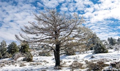 Premium Photo Snowy Trees