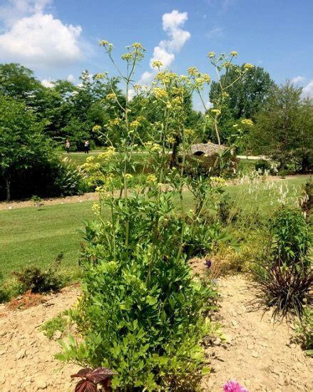 14 Plants That Look Like Poison Hemlock Balcony Garden Web