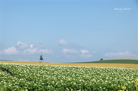 美瑛・富良野へ 夏 Berrys Bird