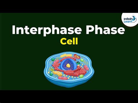 Interphase Meaning